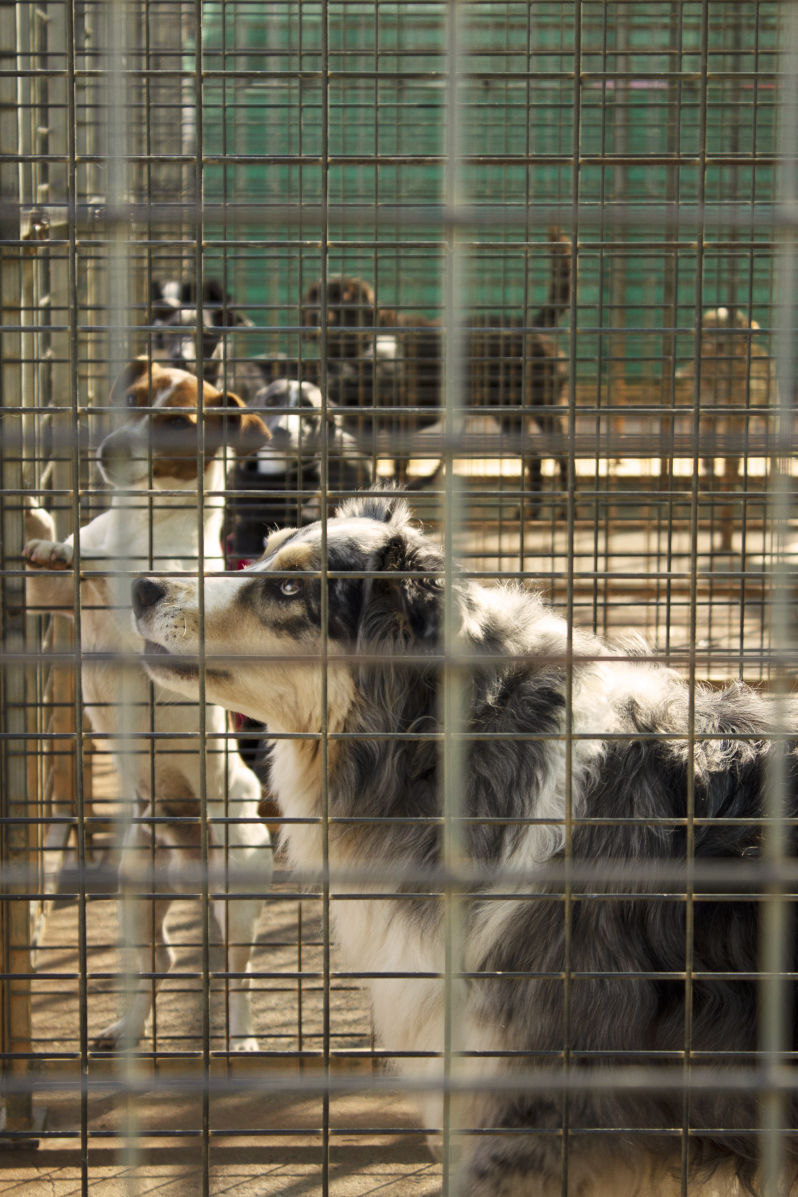 Sandek Kennels Cattery Dog Kennels Sandek Kennels Cattery Dog Kennels